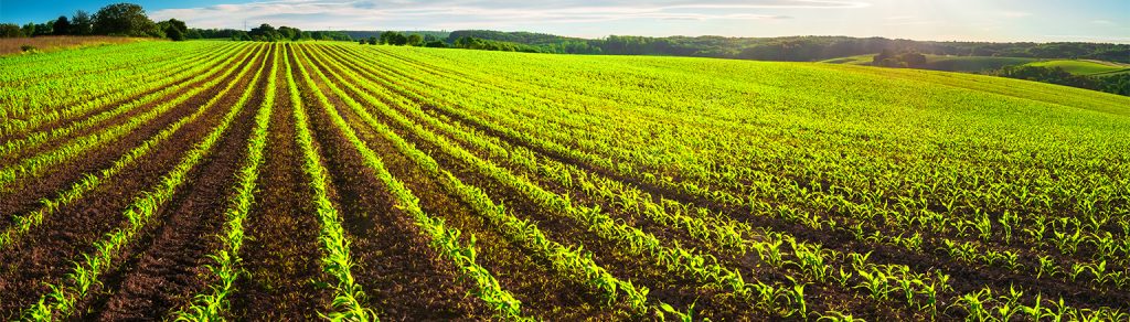 Agriculture Probiotic Microorganisms | Sanzyme Biologics